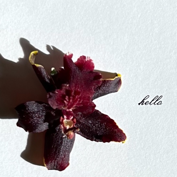 Wall Decor | 1969 Orchid Lithograph In Partial Oval Frame | Poshmark